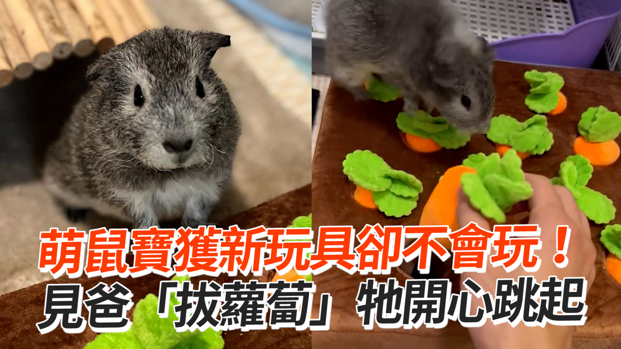 萌鼠寶獲新玩具卻不會玩！ 見爸「拔蘿蔔」牠開心跳起 | 播吧BOBA | ETtoday新聞雲