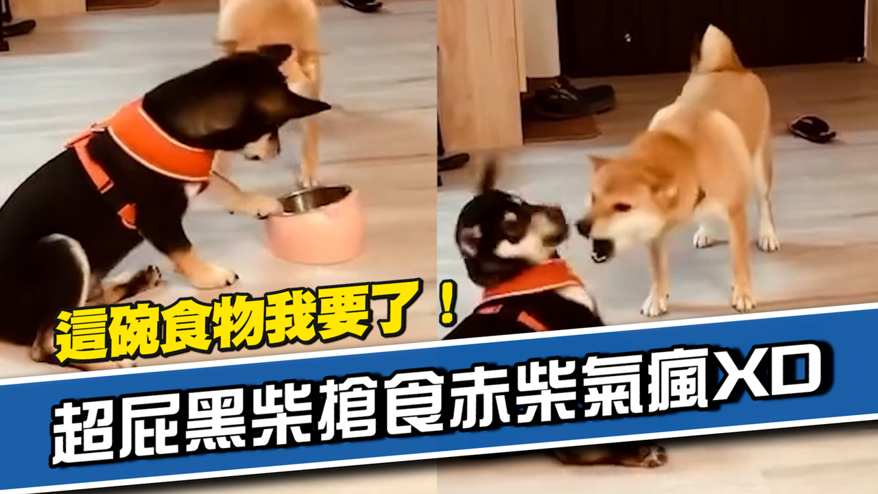 赤柴被搶食氣到一直罵！ 屁黑柴不理會繼續挑釁XD | 播吧BOBA | ETtoday新聞雲