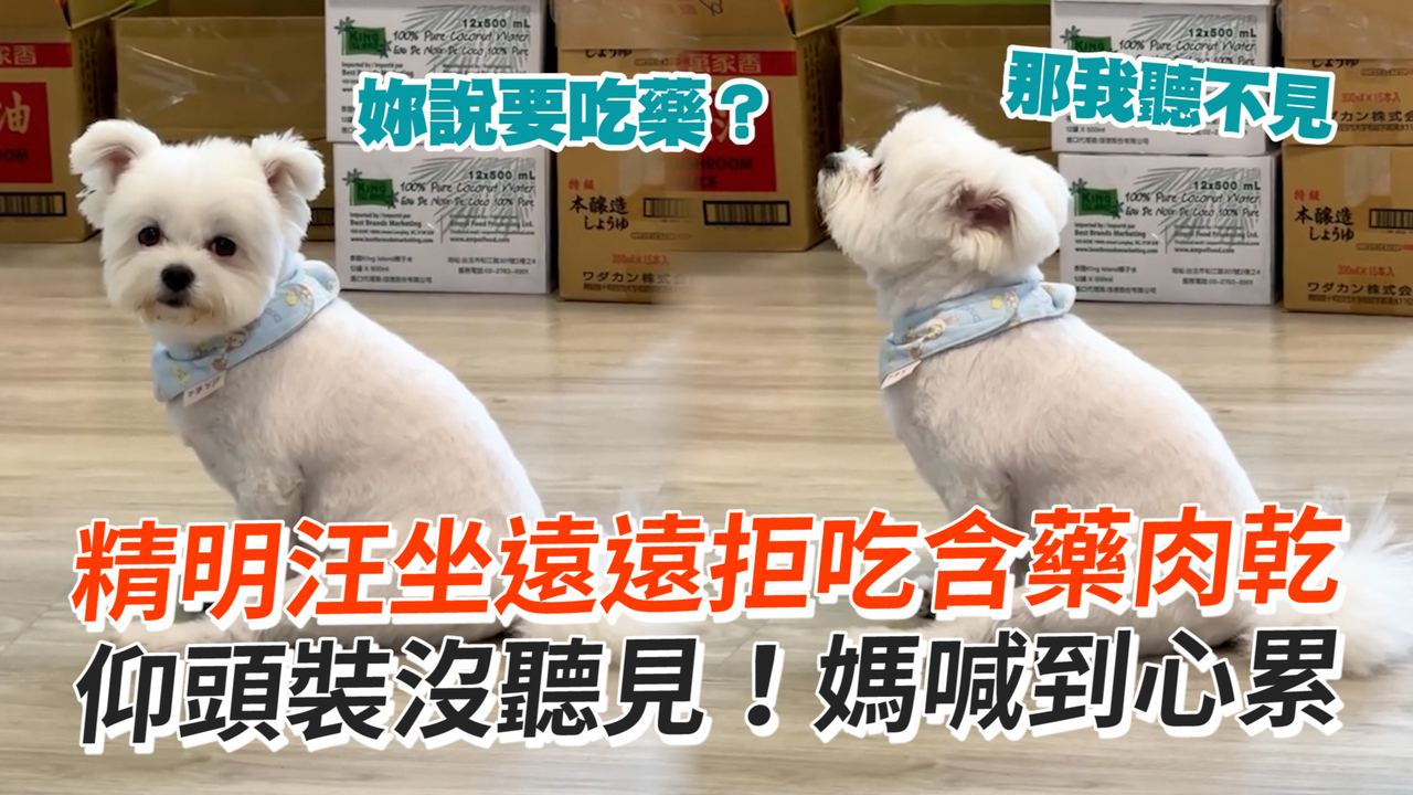 精明汪坐遠遠拒吃含藥肉乾 仰頭裝沒聽見！媽喊到心累 | 萌新聞 | 寵物 | 播吧BOBA | ETtoday新聞雲