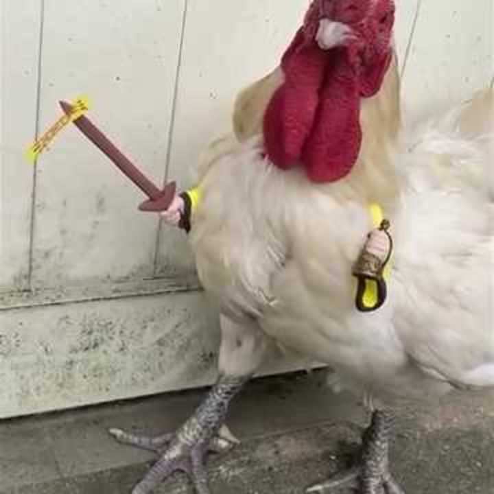 宮廟開光雞裝上天師手臂 「手持木劍當道長」氣勢100分笑翻千人 | 播吧BOBA | ETtoday新聞雲