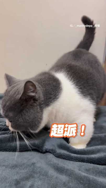 【會講話的貓】喵氣喊「超派」 發音超清楚！ | 播吧BOBA | ETtoday新聞雲