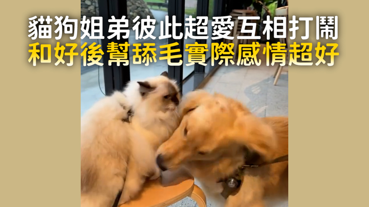 貓狗姐弟彼此超愛互相打鬧 和好後幫舔毛實際感情超好 | 播吧BOBA | ETtoday新聞雲