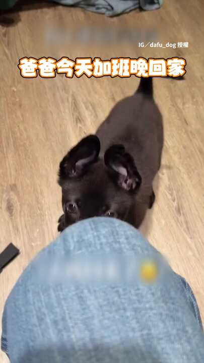 【居然不抱我】爸加班晚回家小黑狗討抱抱不成 直接生氣走掉XD | 播吧BOBA | ETtoday新聞雲