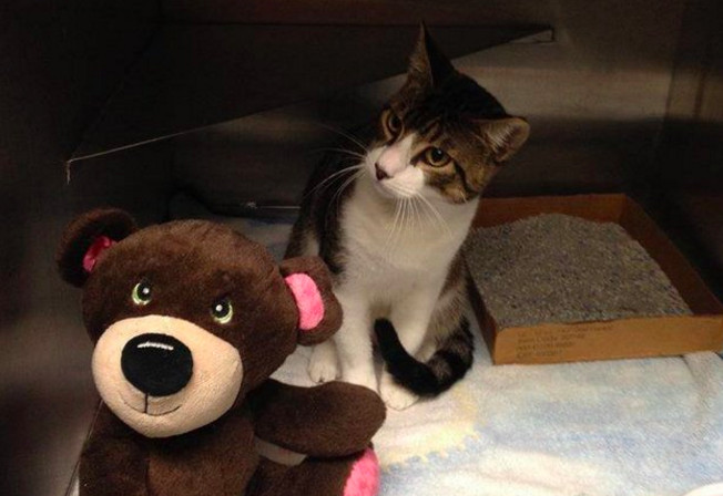一無所有仍伸出手！無家女拯救棄貓 還買熊布偶撫慰牠 | ETtoday寵物雲 | ETtoday新聞雲