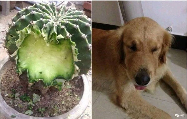 黃金獵犬偷吃仙人掌…臉腫得像豬頭 網友：太萌呆了！ | ETtoday寵物雲 | ETtoday新聞雲