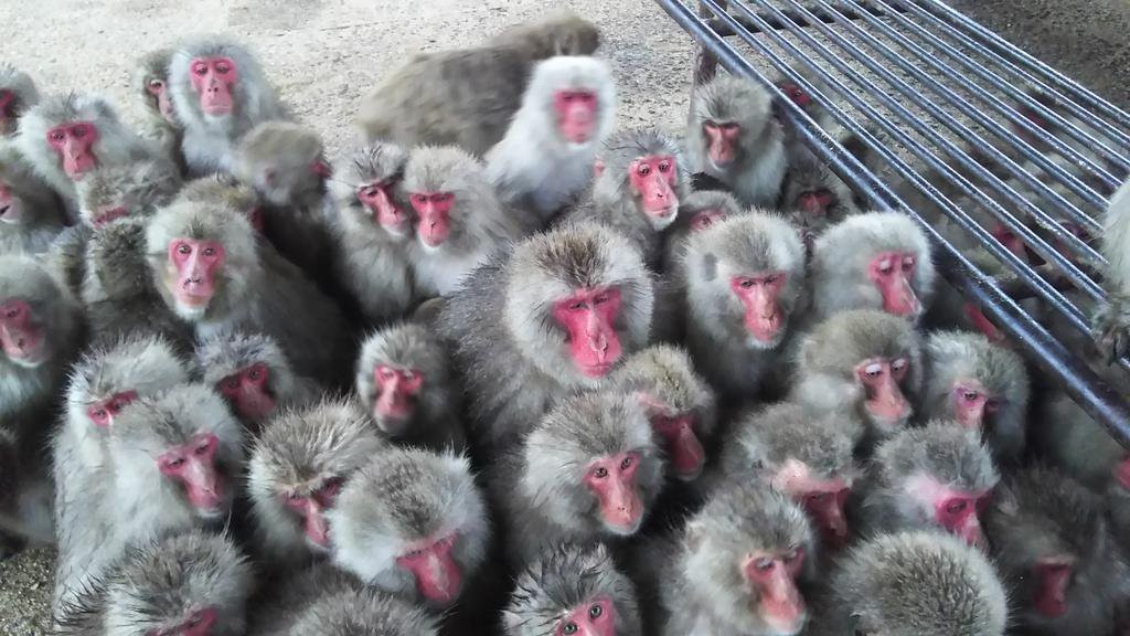 日本獼猴雜交恆河猴 千葉縣「依法」撲殺57隻雜種猴 | ETtoday寵物雲 | ETtoday新聞雲