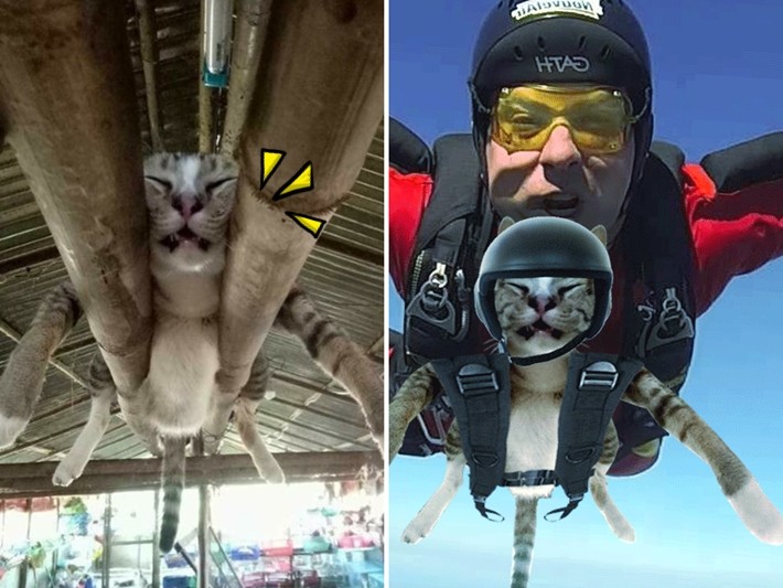 狂！喵星人在哪都能睡，「兩根竹槓特技」被P到毀滅世界 | 深海大花枝 | 鍵盤大檸檬 | ETtoday新聞雲