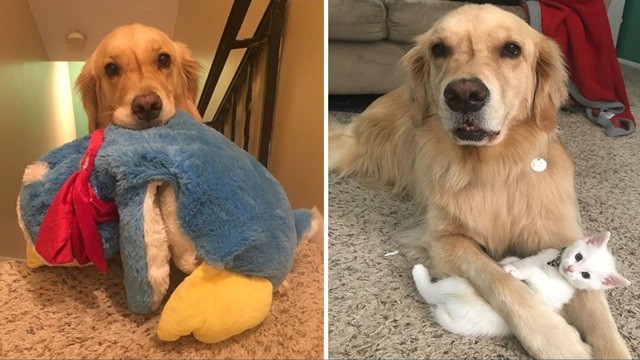 自從鏟屎官帶回牠..貪玩黃金不要娃娃了，雙腳抱緊聾耳小貓！ | 法式軟糖 | 鍵盤大檸檬 | ETtoday新聞雲