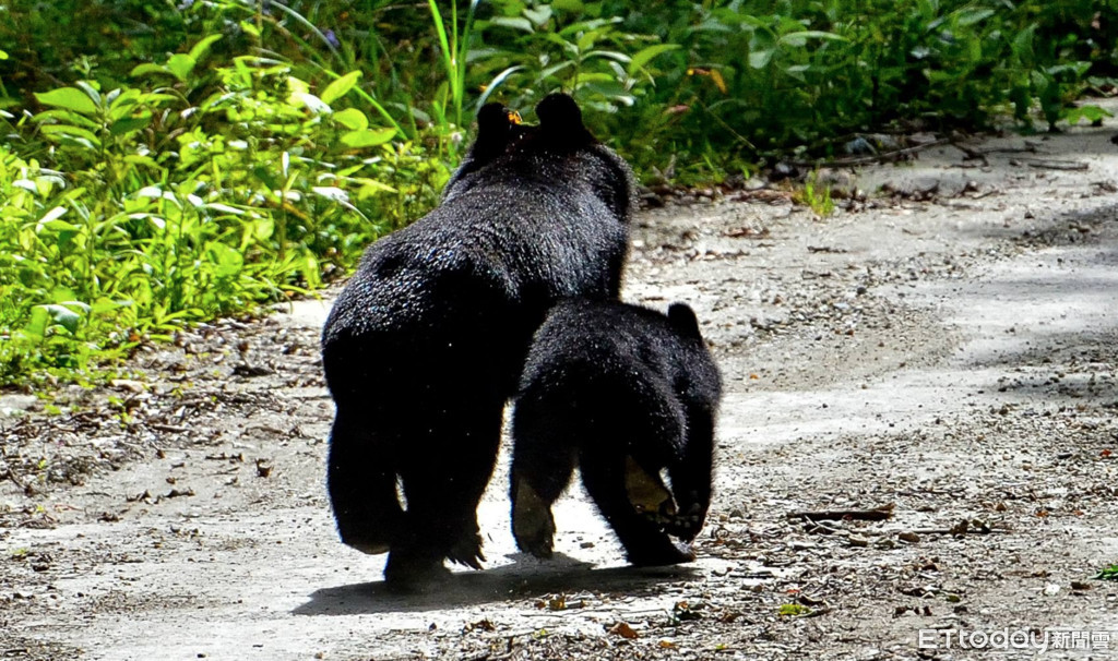 獨／深山巧遇台灣黑熊母帶子！「僅隔84M」他冒死拍下幸福畫面 | ETtoday寵物雲 | ETtoday新聞雲