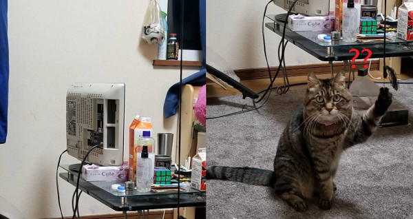 回家被唸：你房間一直亮著！ 他進屋見貓「舉手迎接」秒笑噴 | ETtoday寵物雲 | ETtoday新聞雲