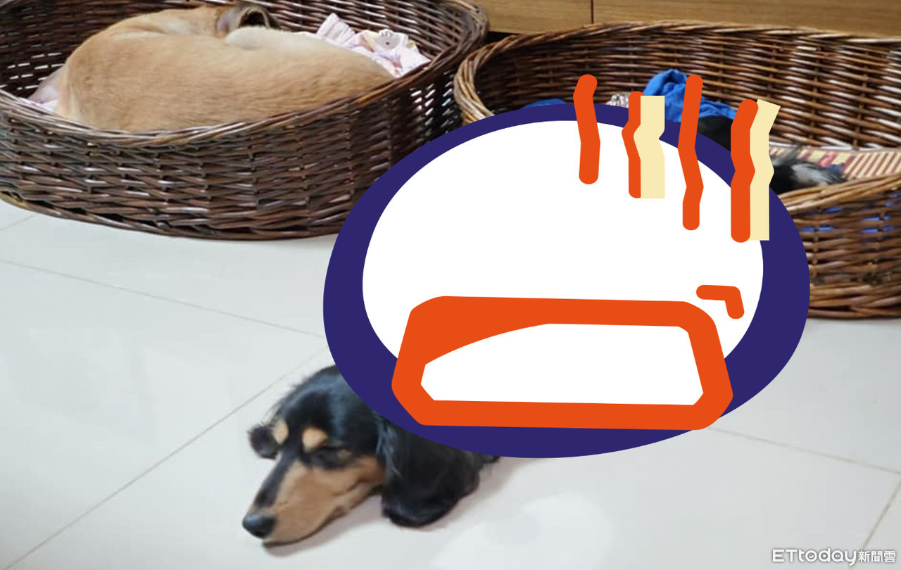 臘腸睡成「拉長狗」溢出床變跨海大橋 網笑翻：果然是Dooooog | ETtoday寵物雲 | ETtoday新聞雲