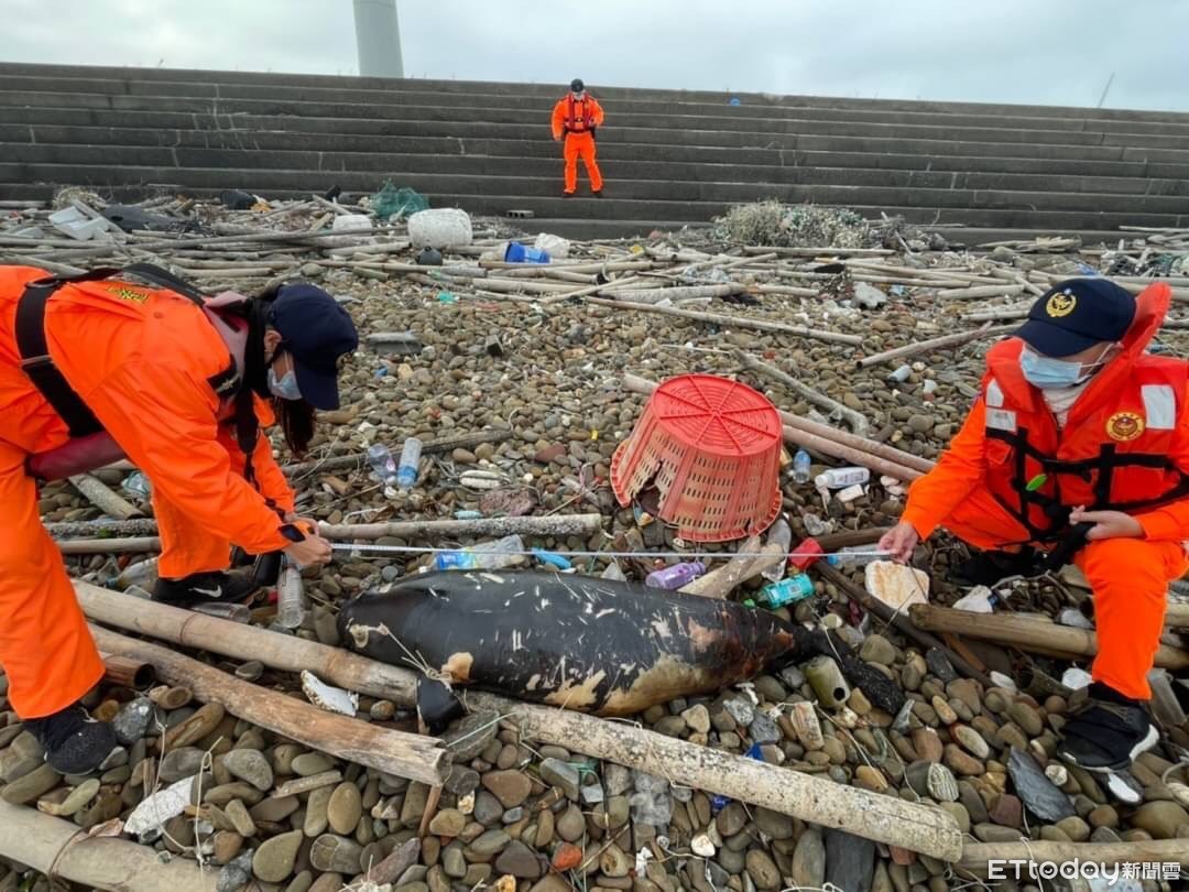 全球剩不到千隻！瀕危「微笑天使」擱淺 陳屍王功海岸 | ETtoday寵物雲 | ETtoday新聞雲