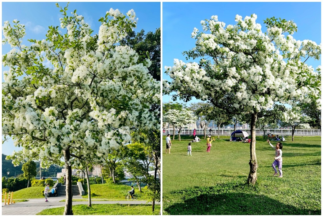 四月雪提前報到！新北、桃園「流蘇王爆開」來場花樹下野餐 | ETtoday旅遊雲 | ETtoday新聞雲