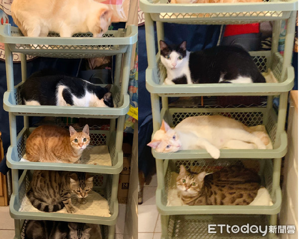 五層架住滿「5層貓」！頂樓胖貓踩凹地板 網噴笑：過重樓會塌 | ETtoday寵物雲 | ETtoday新聞雲
