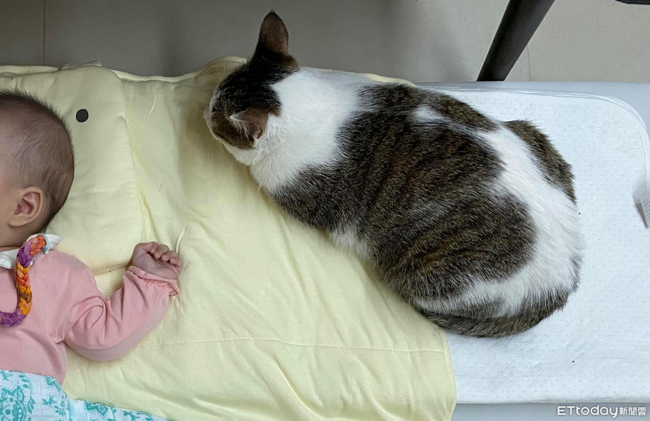 幫舔毛嫩嬰瞬間爆哭！ 「貓耳兔」折手手角落生悶氣萌暈5千人 | ETtoday寵物雲 | ETtoday新聞雲