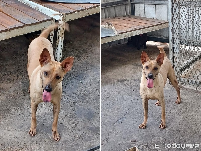 少年仔服刑前「哀求代養愛犬」掏錢哭了！ 2年約定日到卻沒領回 | ETtoday寵物雲 | ETtoday新聞雲