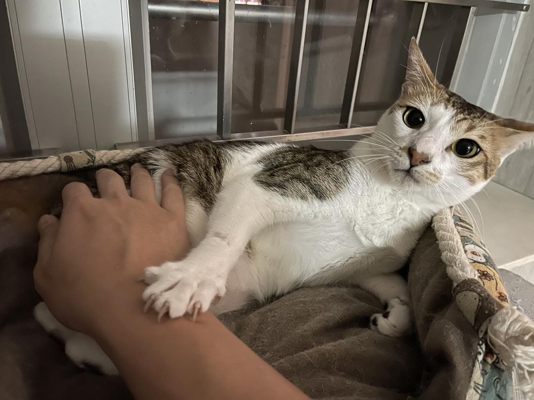 Si Tong the Violent Cat: A Look into the World of Unpredictable Feline ...