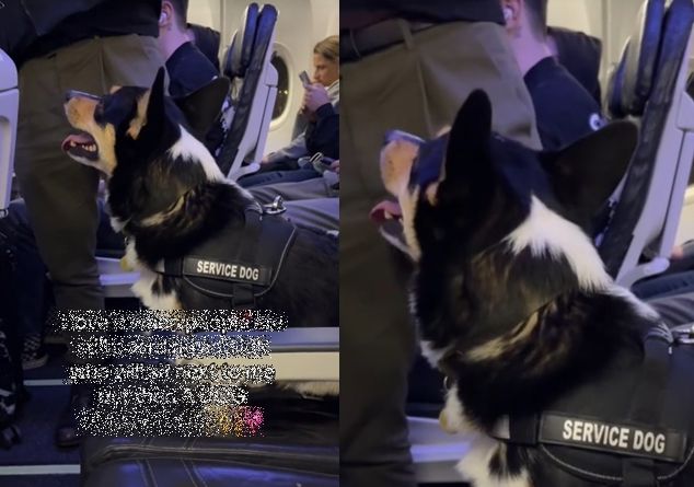 Alaskan Woman's Lucky Encounter with Service Dog on Plane Goes Viral ...