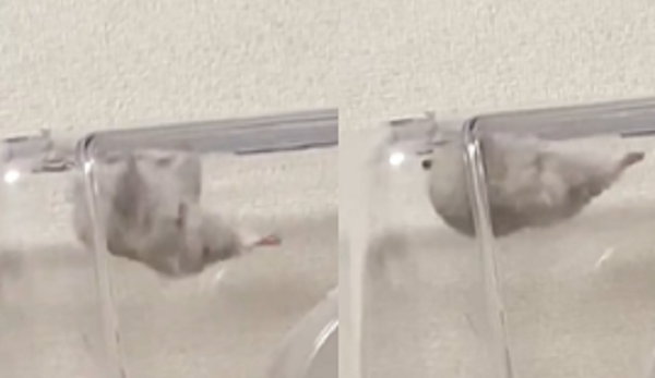 倉鼠展現驚人臂力！懸掛鐵桿做引體向上，迷你身體竟蘊藏大力氣 – ETtoday寵物雲 - PressMega