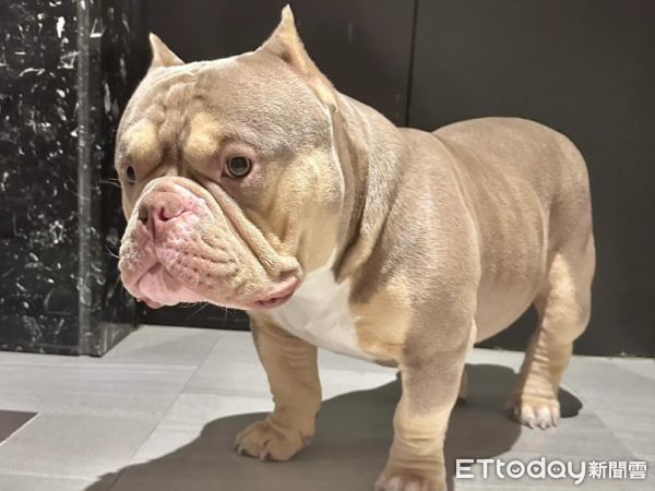 呆萌惡霸犬底盤超低！常常被認成「侏儒河馬」 個性溫和有夠親人 | ETtoday寵物雲 | ETtoday新聞雲