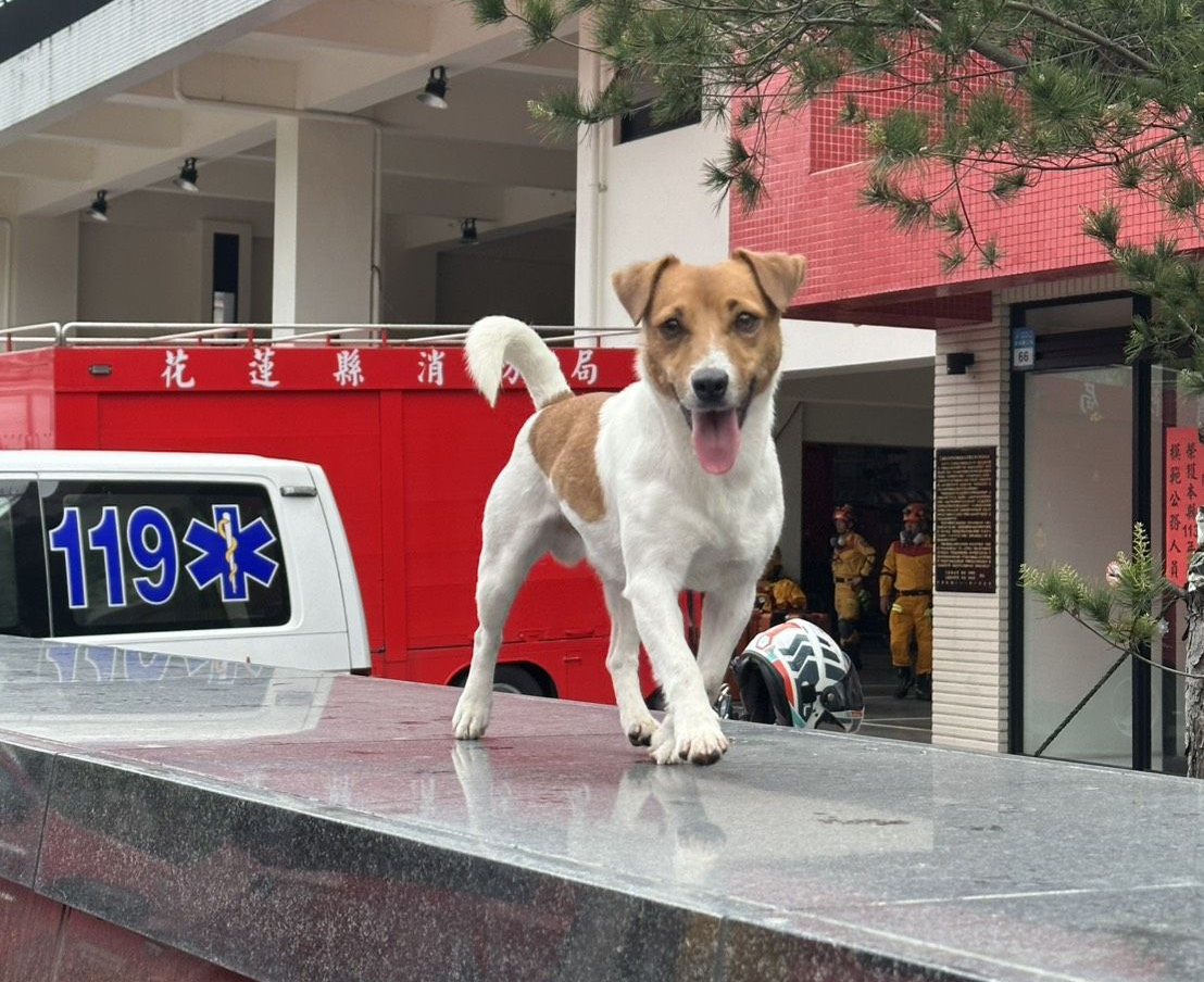 0403地震立功 搜救犬「小鋼炮」Wilson意外墜3樓離世 | ETtoday寵物雲 | ETtoday新聞雲