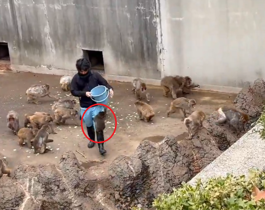 小猴Panchi緊抓當配件！飼養員寵溺放飯 溫馨互動融化粉絲 | ETtoday寵物雲 | ETtoday新聞雲